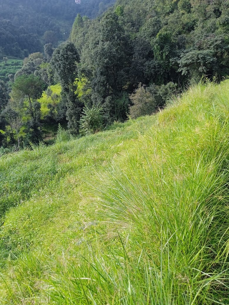 70 Nali Land in Dunagiri - Dwarahat - Kumaon Planner